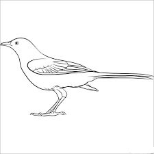 Basit Bülbül Boyama Sayfası – Boyama Online