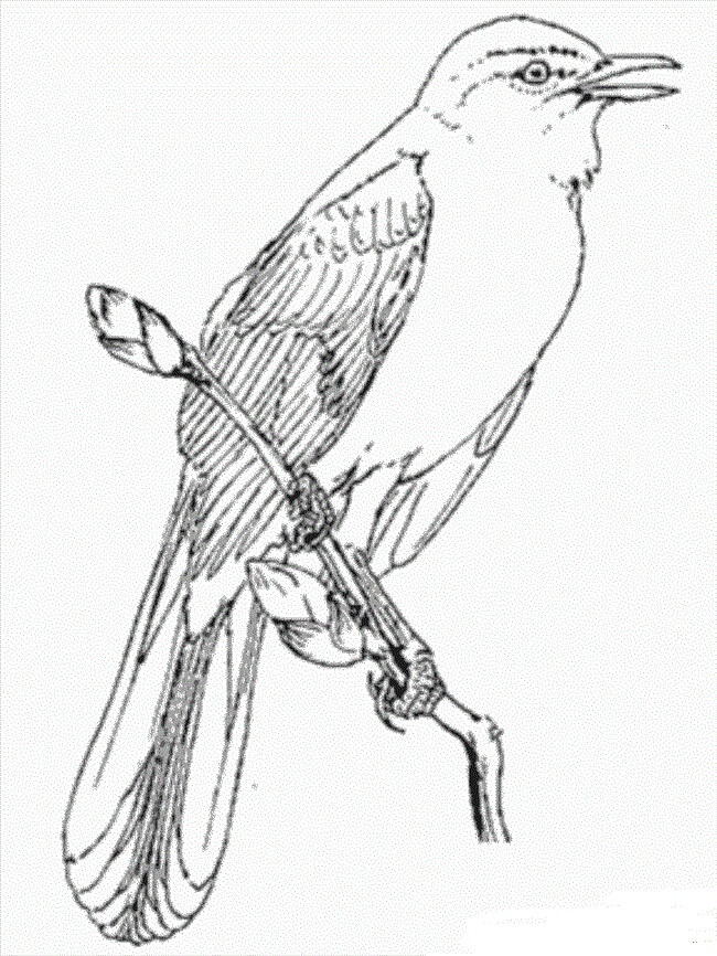 Etkileyici Bülbül Boyama Sayfası – Boyama Online