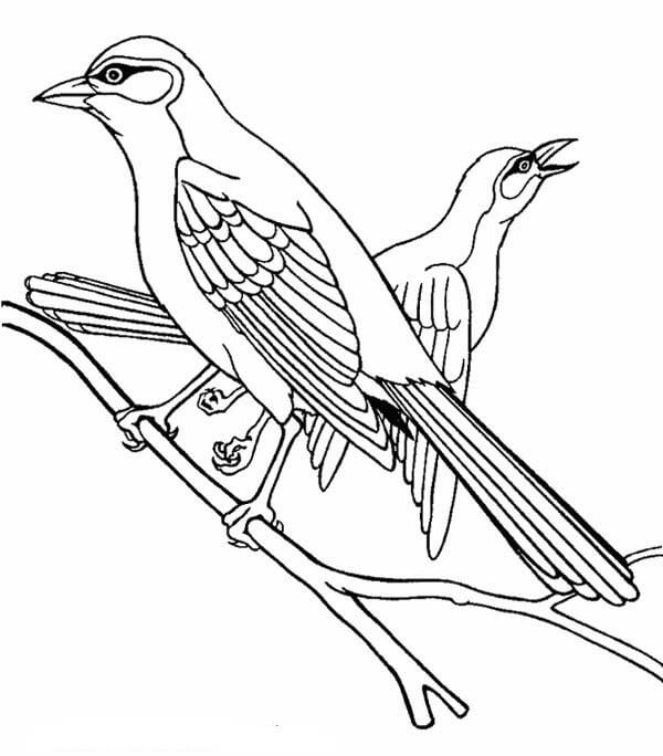 İki Kuzey Bülbül Boyama Sayfası – Boyama Online