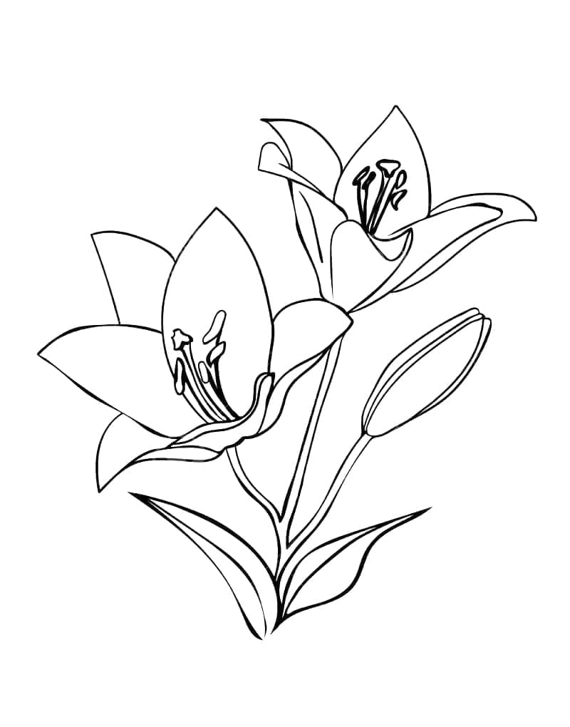 Zambak Boyama Sayfaları – Boyama Online