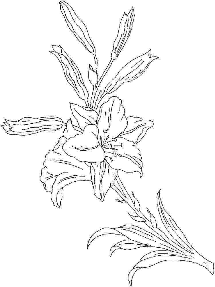 İnanılmaz Zambaklar Boyama Sayfası – Boyama Online