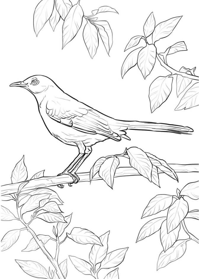 Alaycı Kuş Boyama Sayfaları – Boyama Online