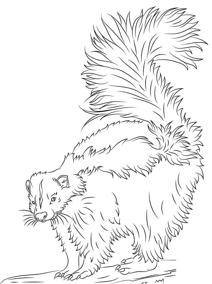 Kokarca Boyama Sayfaları – Boyama Online