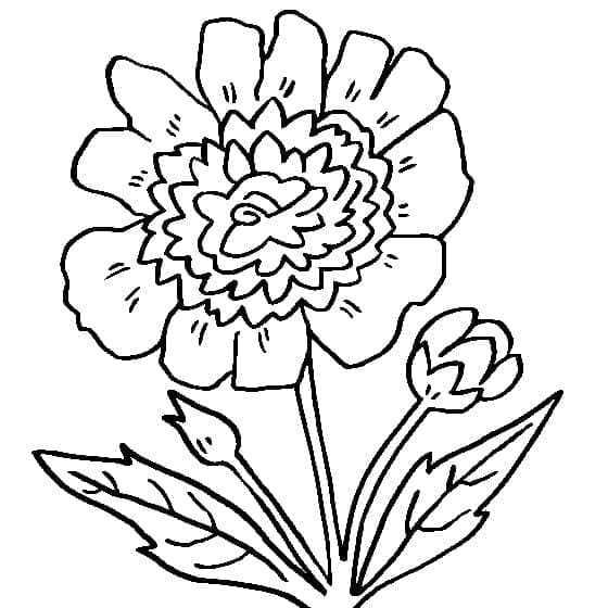 Çiçekler & Bitkiler Boyama Sayfaları – Boyama Online