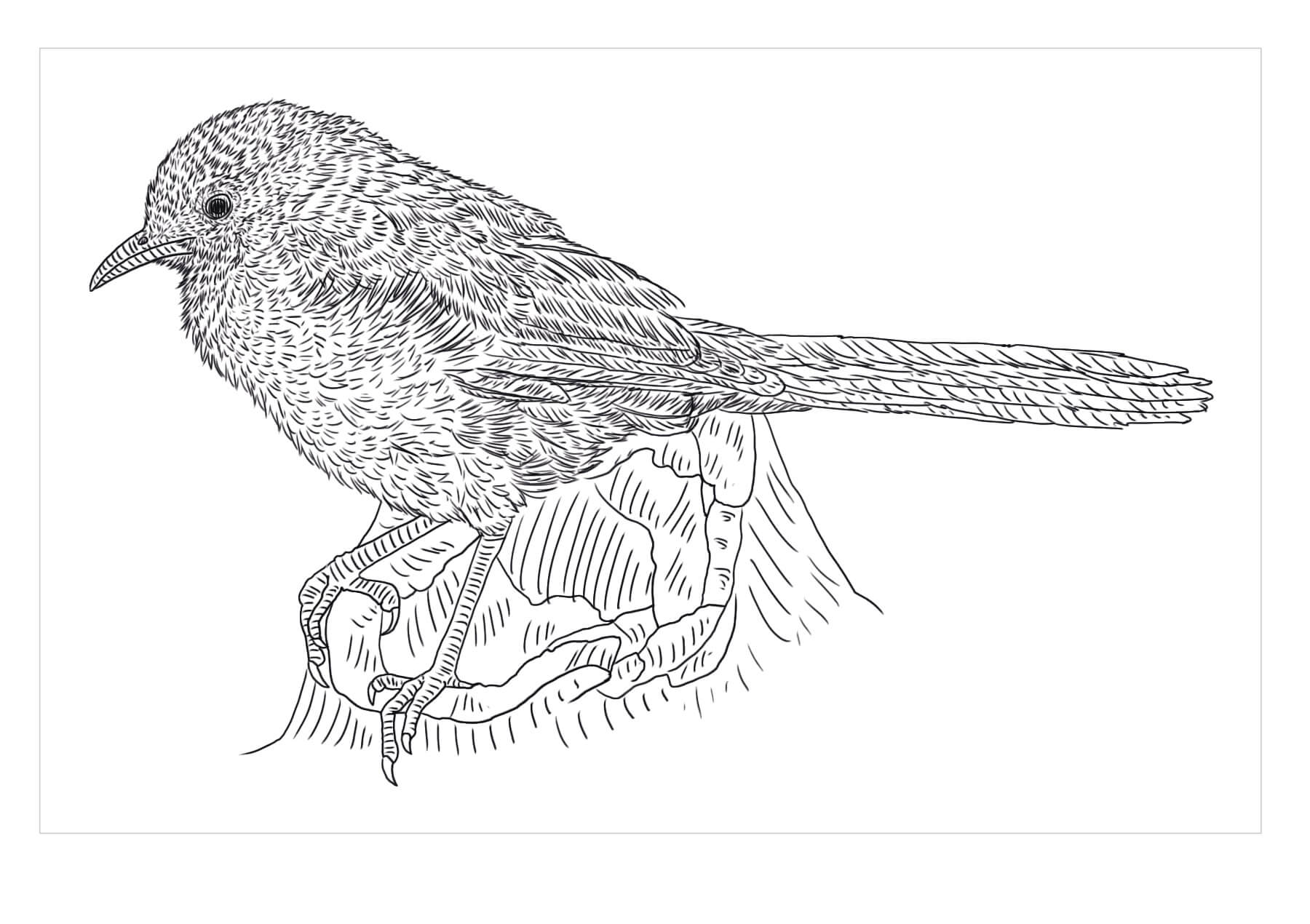 Yetişkin Bülbül Boyama Sayfası – Boyama Online